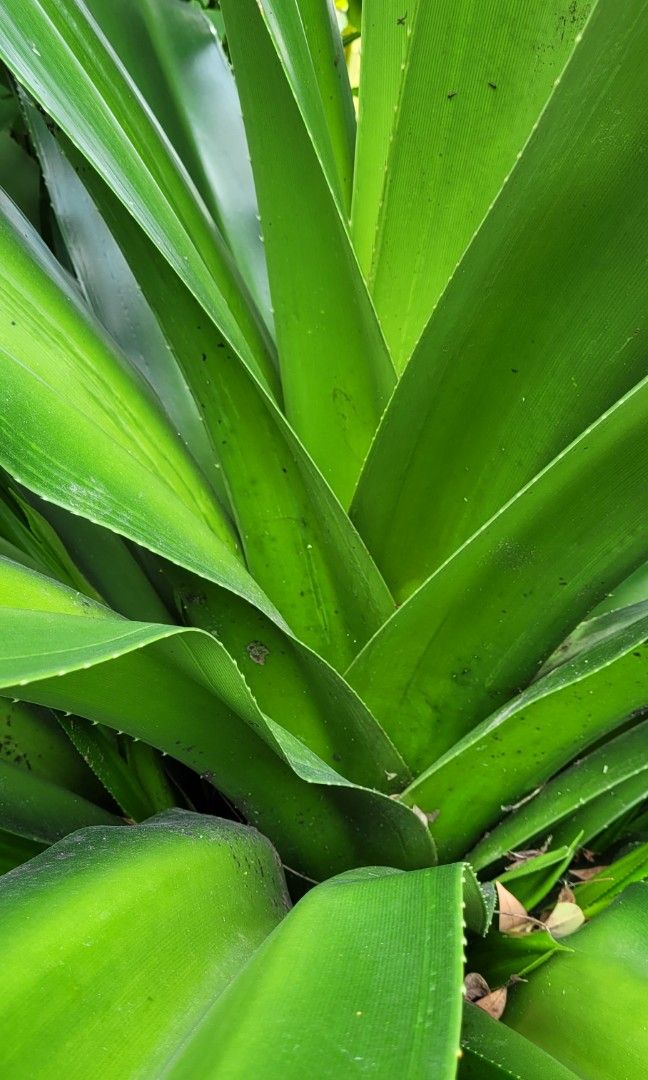 Pandanas Species Landscape Plant, Furniture & Home Living, Gardening ...