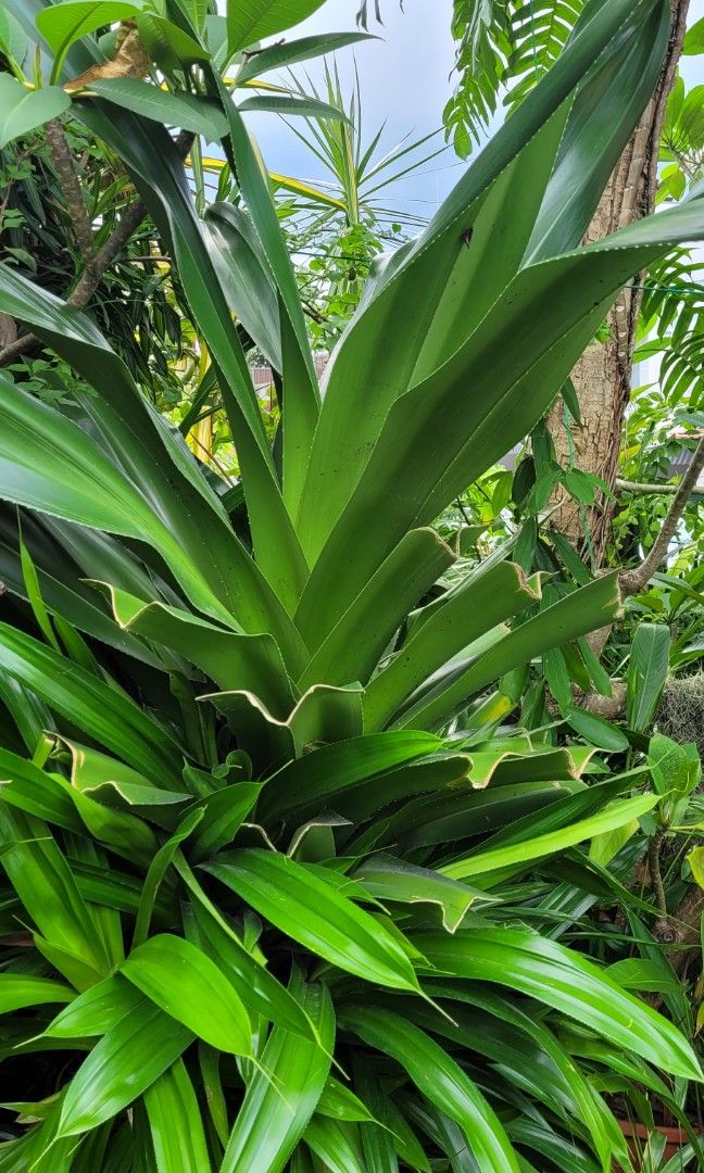 Pandanas Species Landscape Plant, Furniture & Home Living, Gardening ...