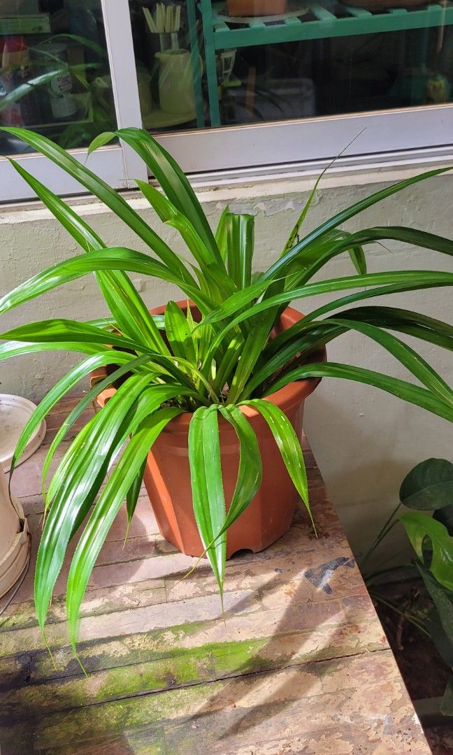 Pandanas Species Landscape Plant, Furniture & Home Living, Gardening ...