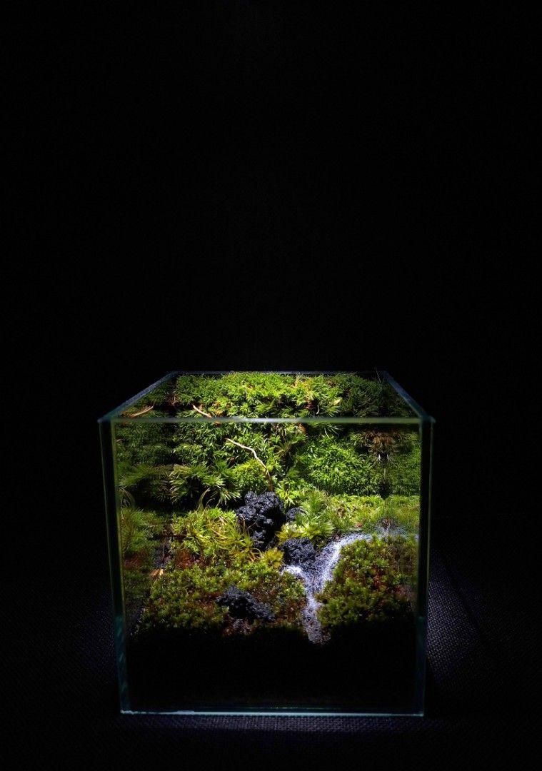 Terrarium Cube, Furniture & Home Living, Gardening, Plants & Seeds on ...