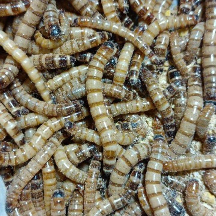 Ulat Jerman hidup 1 kg, Perlengkapan Hewan, Makanan Hewan di Carousell