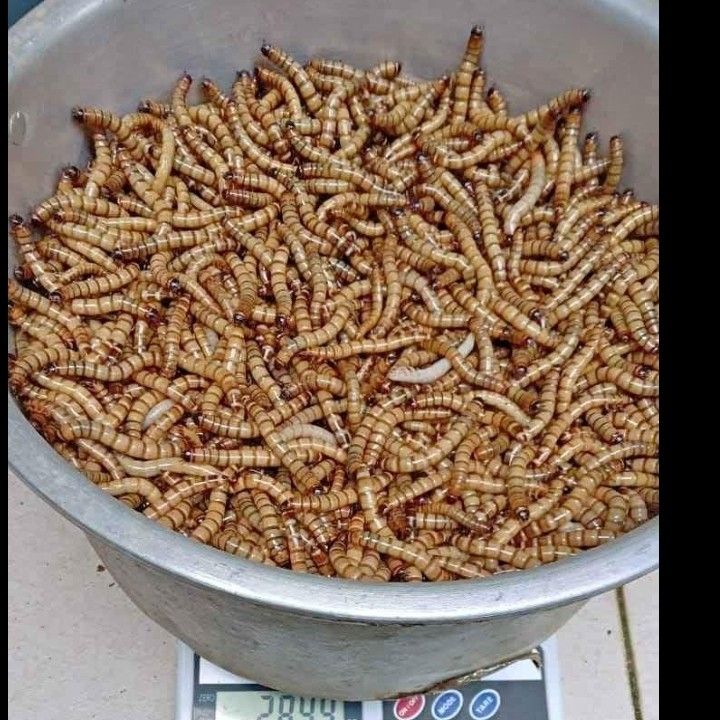 Ulat Jerman hidup 1 kg, Perlengkapan Hewan, Makanan Hewan di Carousell