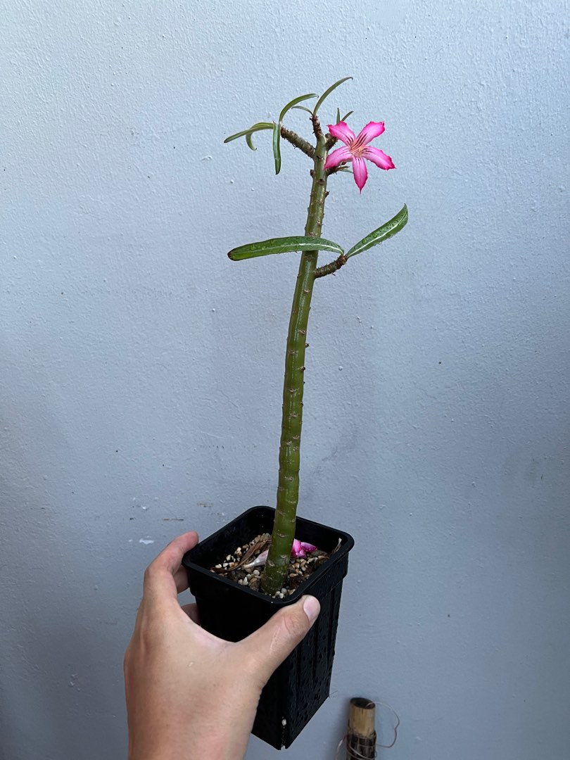 Adenium tanzania nova, Furniture & Home Living, Gardening, Plants ...