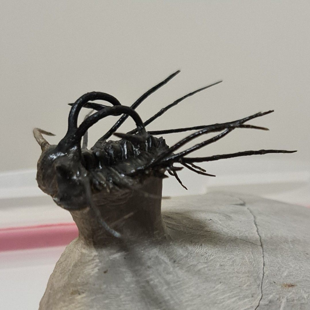 DEVIL HORNED Decranerouse trilobite: Very Rare Fossil in Top preserved ...