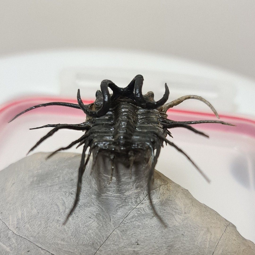 DEVIL HORNED Decranerouse trilobite: Very Rare Fossil in Top preserved ...