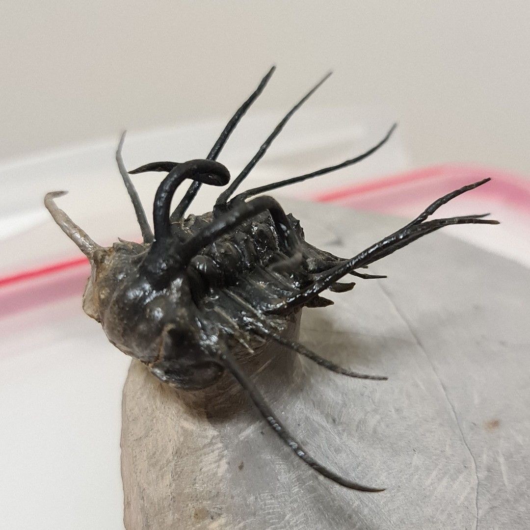 DEVIL HORNED Decranerouse trilobite: Very Rare Fossil in Top preserved ...