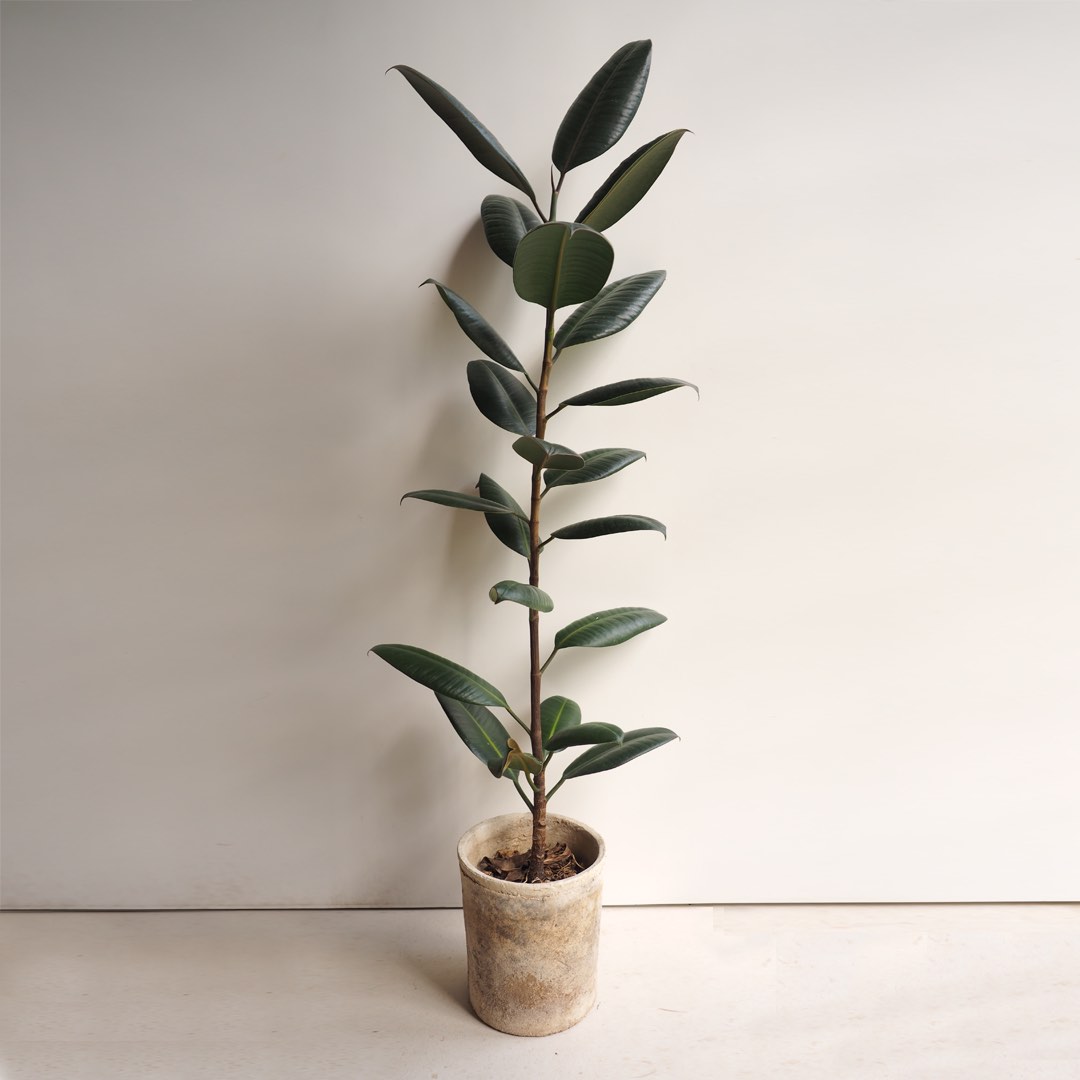 Ficus Elastica (Rubber Fig) with Cylinder Wabi-Sabi Ceramic Plant Pot ...