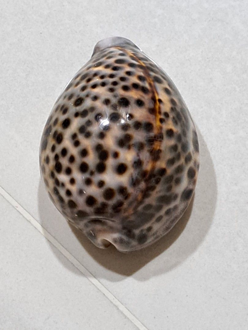 Rare marine beauty Golden cowrie, etc Seashells collectibles decor ...