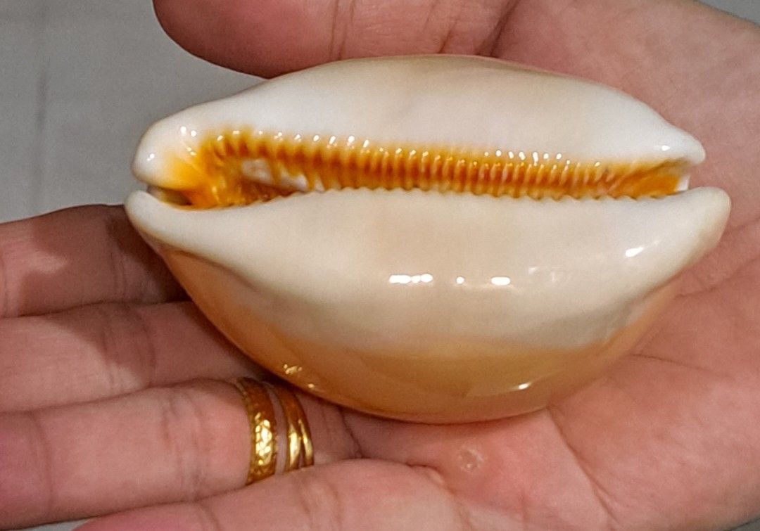 Rare marine beauty Golden cowrie, etc Seashells collectibles decor ...