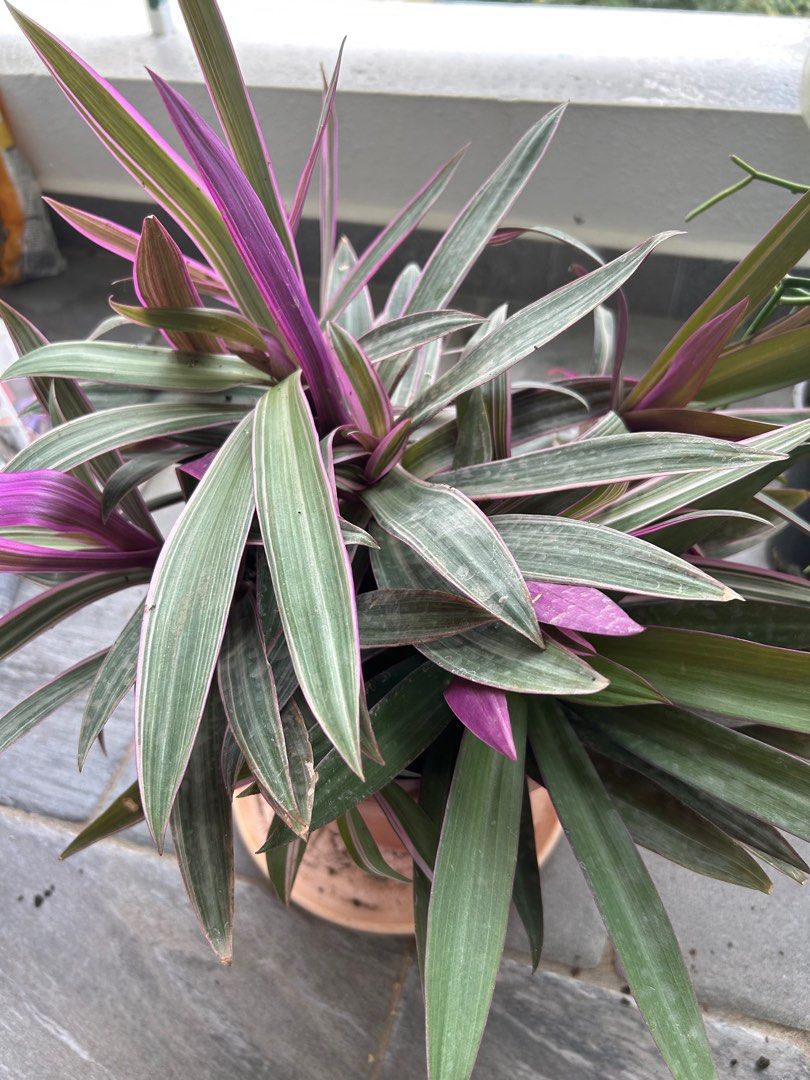 Great Description About Tradescantia Spathacea Care