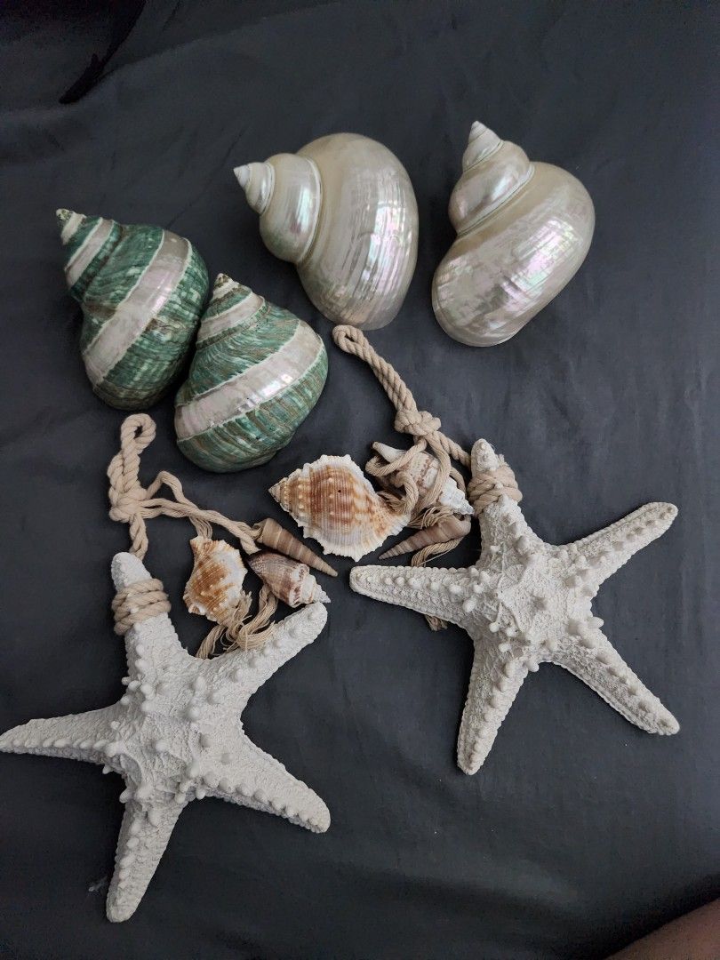 Natural left-handed snail South African salamander snail thousand ...