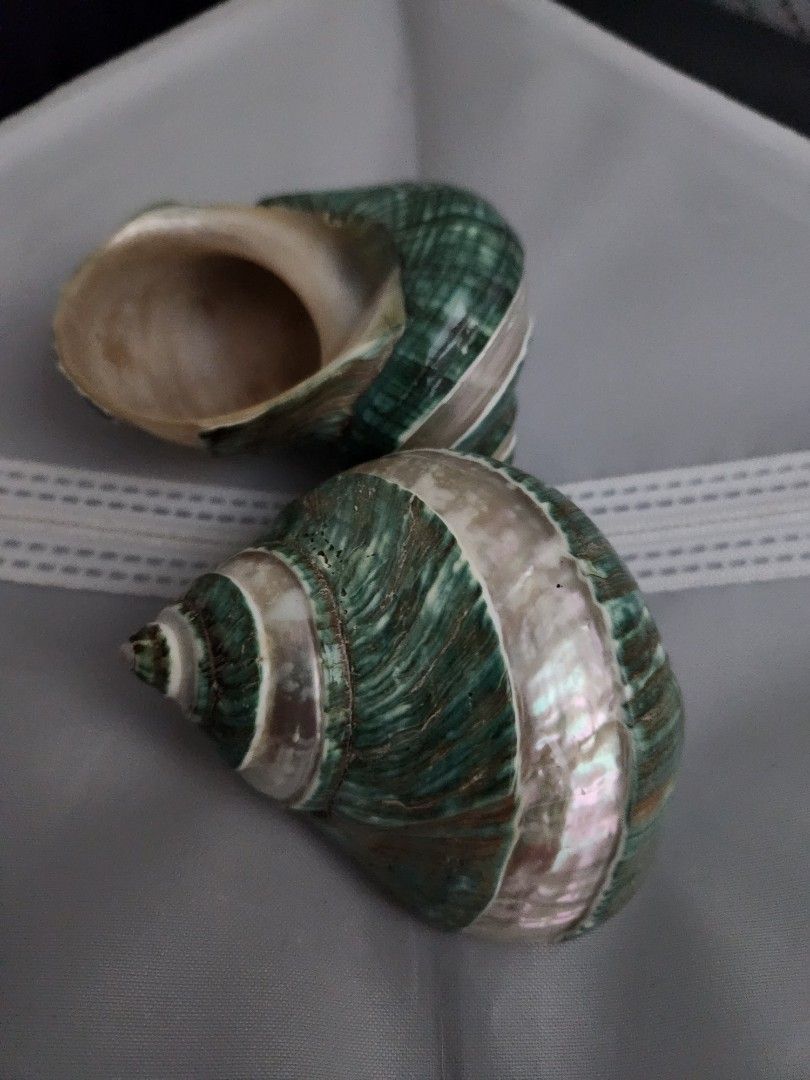 Natural left-handed snail South African salamander snail thousand ...