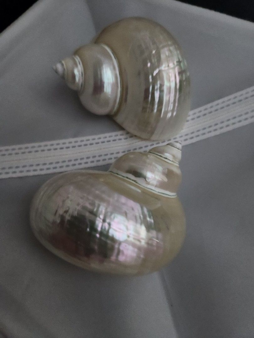 Natural left-handed snail South African salamander snail thousand ...