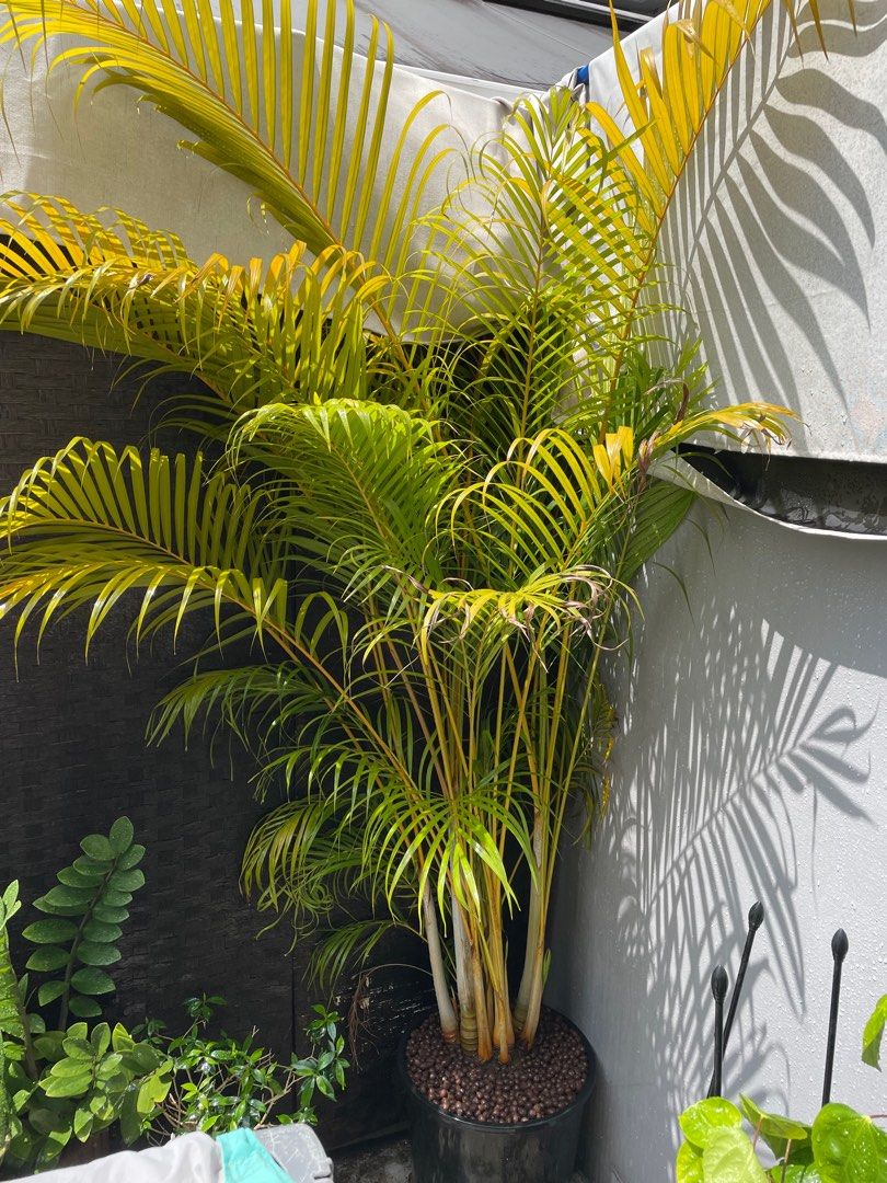 Palm tree, Furniture & Home Living, Gardening, Plants & Seeds on Carousell