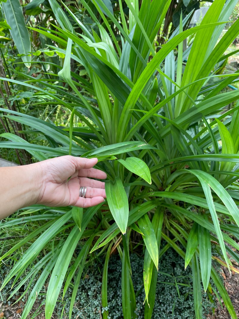 Pandan plant - Organic H70-80cm multiple stalk per pot , Furniture ...