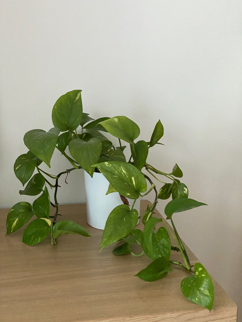 Pothos, monstera, snake plant, zz plant, etc., Furniture & Home Living ...