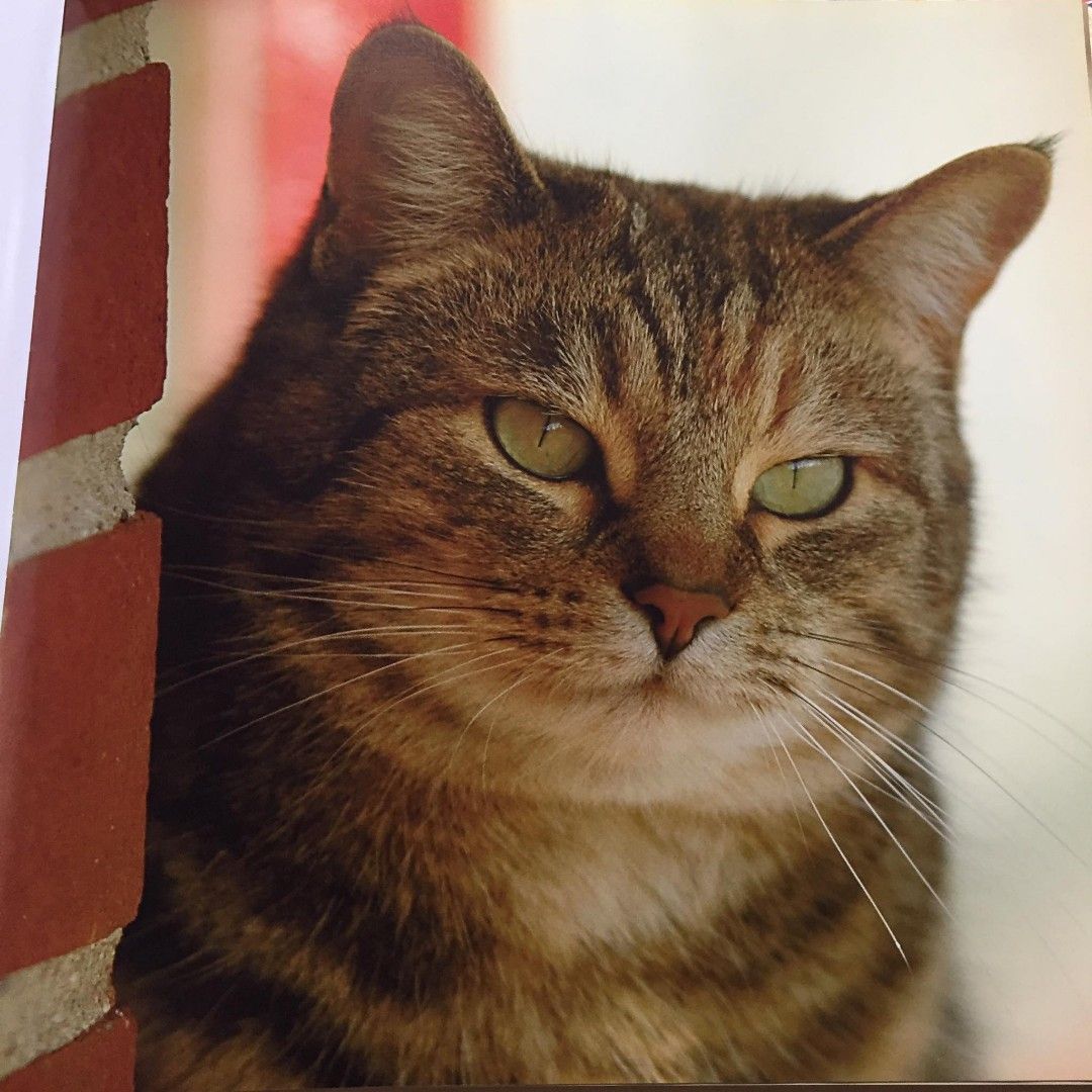 The Complete Book of Cats by Colin Dempsey on Carousell