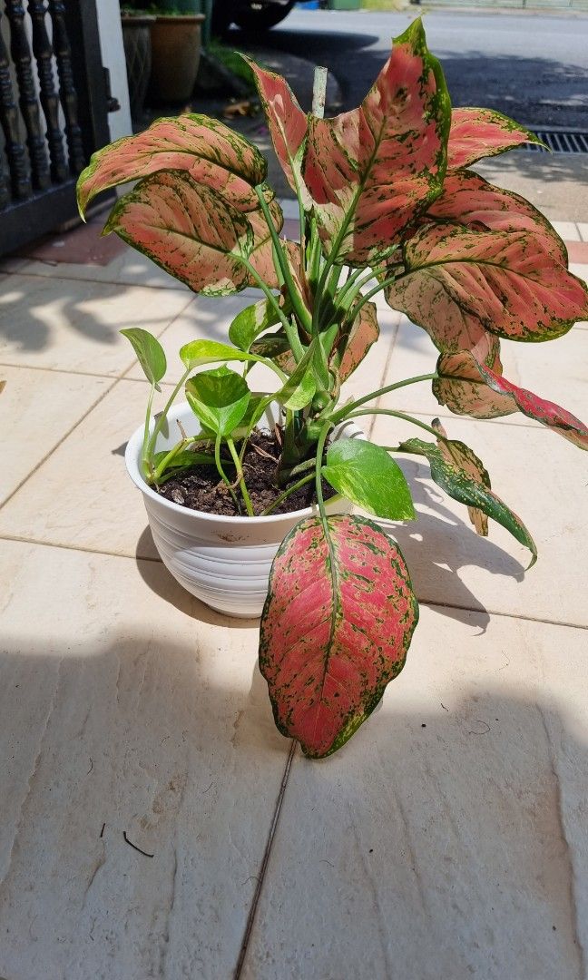 Beautifully cared for indoor plants for sale, Furniture & Home Living ...