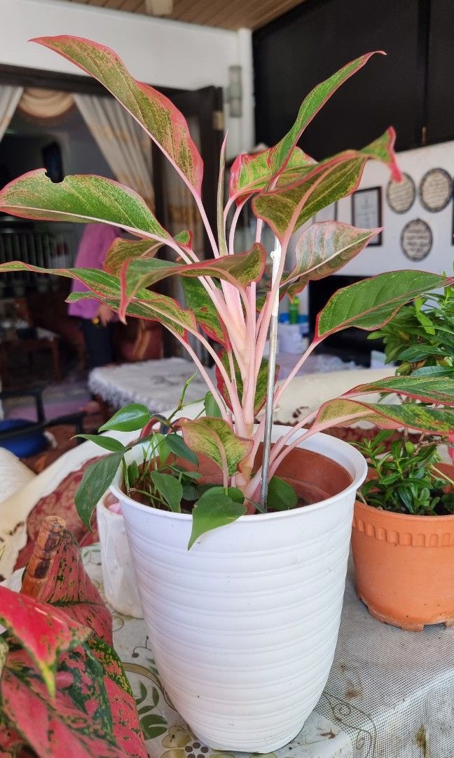 Beautifully cared for indoor plants for sale, Furniture & Home Living ...