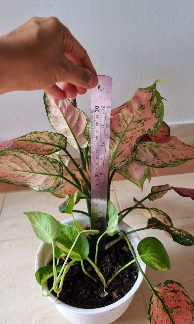 Beautifully cared for indoor plants for sale, Furniture & Home Living ...