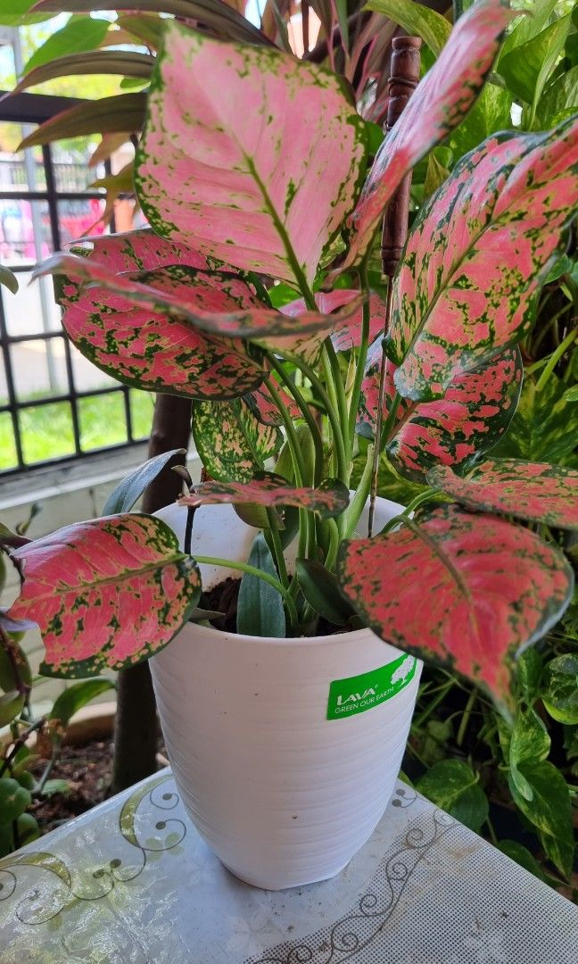 Beautifully cared for indoor plants for sale, Furniture & Home Living ...