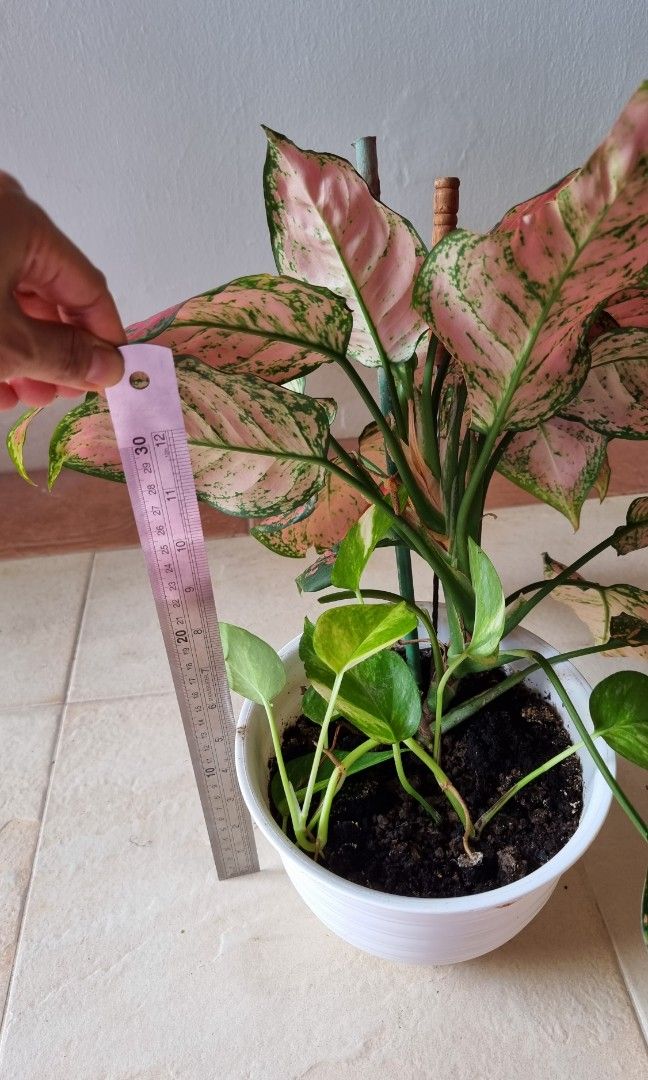 Beautifully cared for indoor plants for sale, Furniture & Home Living ...