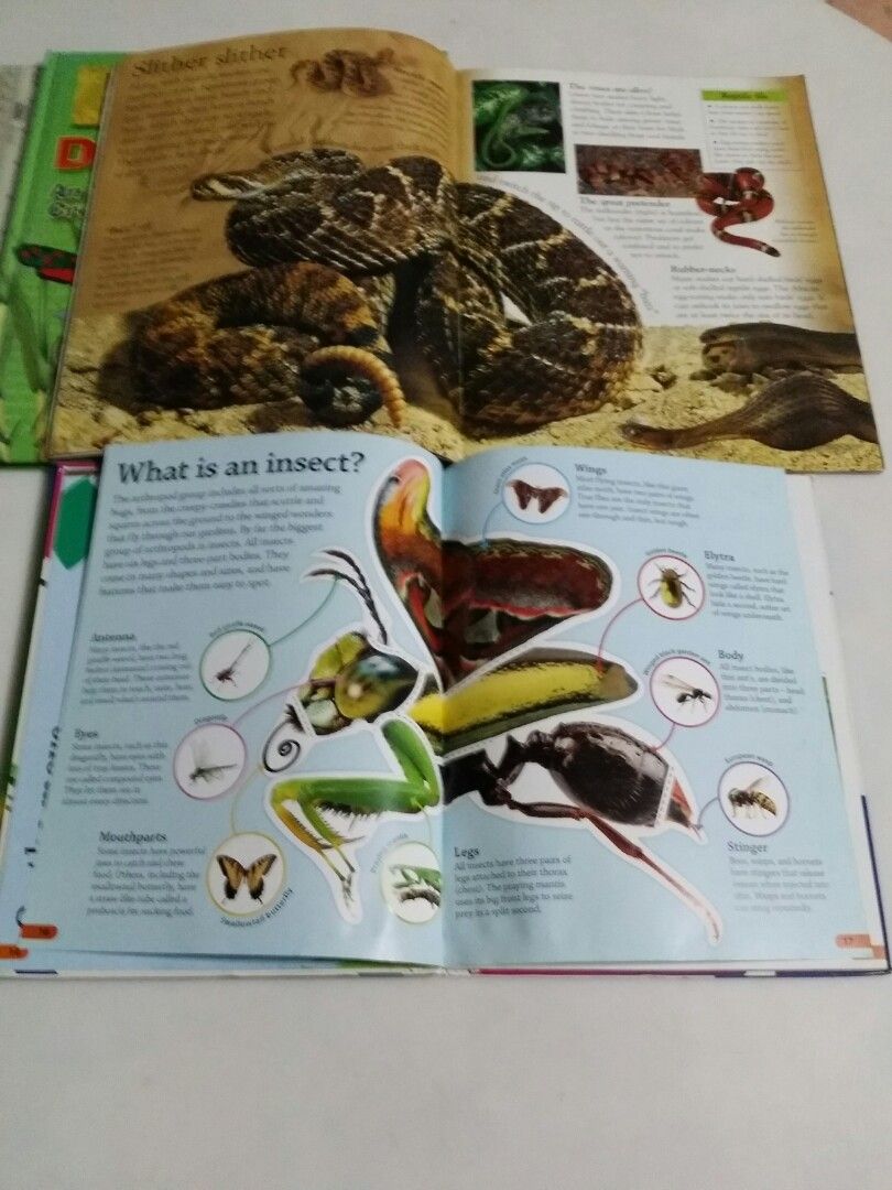 DK find out! - Bugs and Others, Hobbies & Toys, Books & Magazines ...