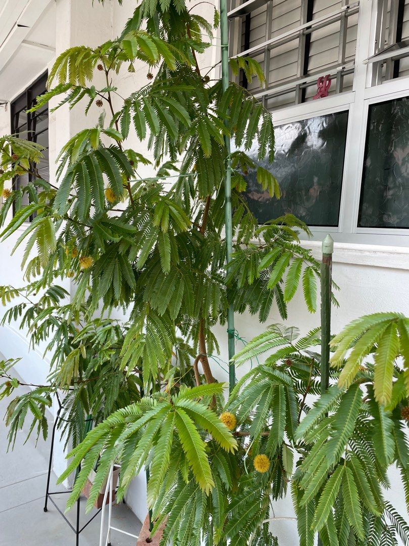 Everfresh Tree (Pithecellobium Confertum), Furniture & Home Living ...