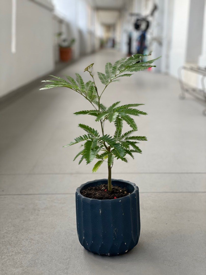 Everfresh Tree (Pithecellobium Confertum), Furniture & Home Living ...