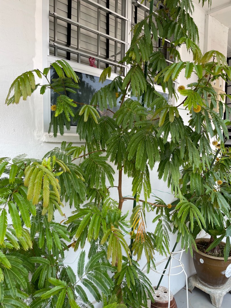 Everfresh Tree (Pithecellobium Confertum), Furniture & Home Living ...