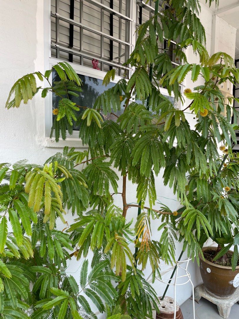 Everfresh Tree (Pithecellobium Confertum), Furniture & Home Living ...