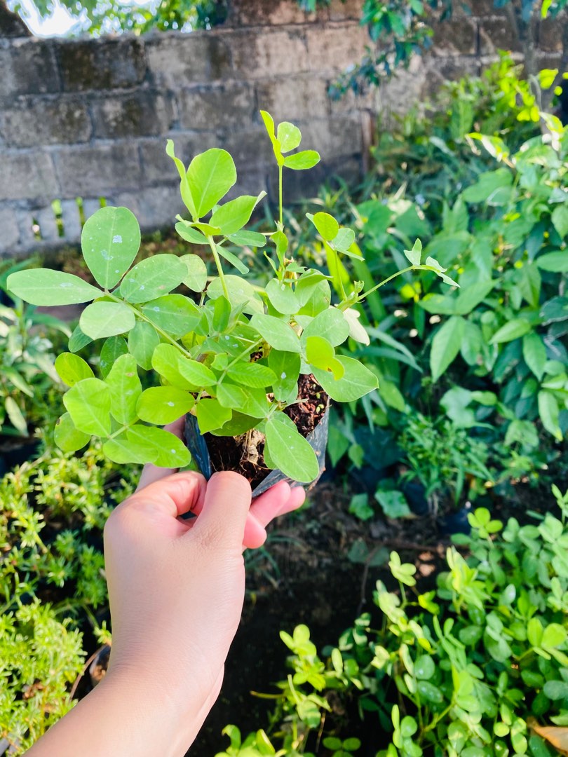 Peanut Plant/ Mani-mani, Furniture & Home Living, Gardening, Plants ...