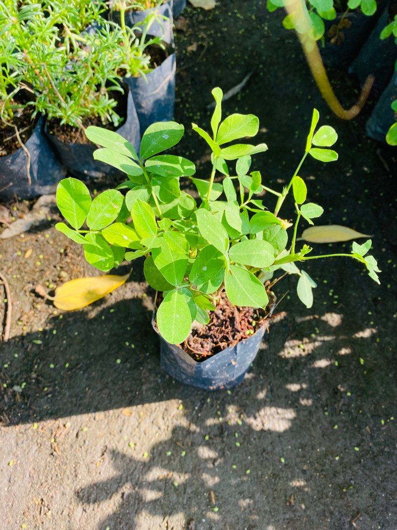 Peanut Plant/ Mani-mani, Furniture & Home Living, Gardening, Plants ...