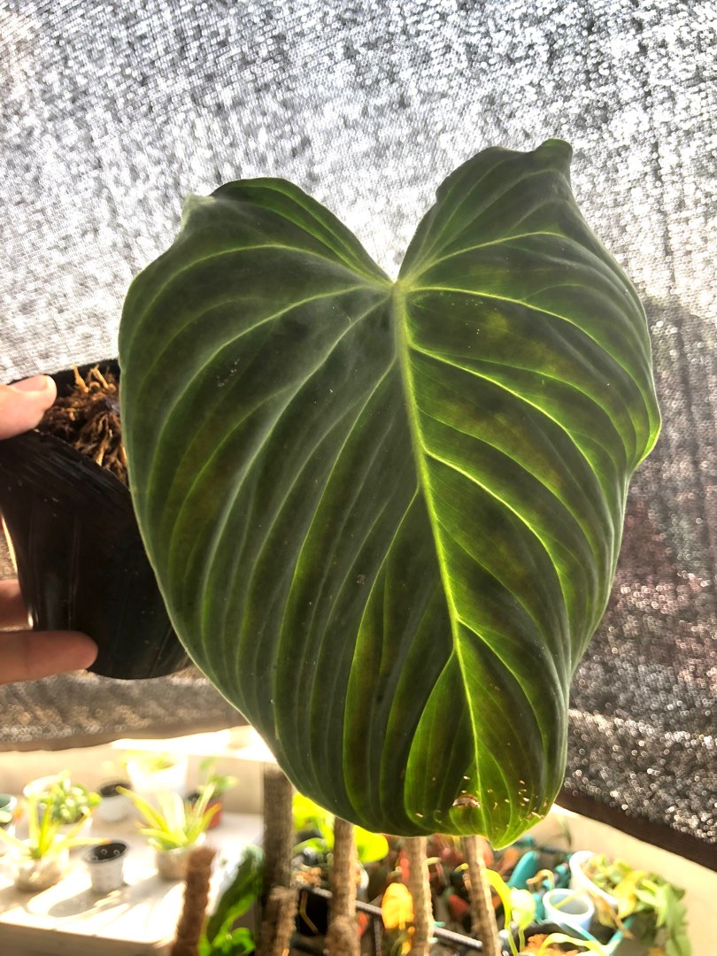 Philodendron Splendid, Furniture & Home Living, Gardening, Plants ...