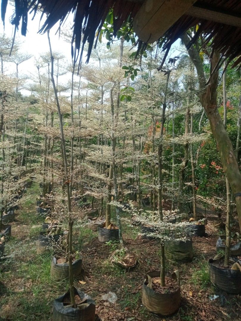 Pohon Ketapang Kencana