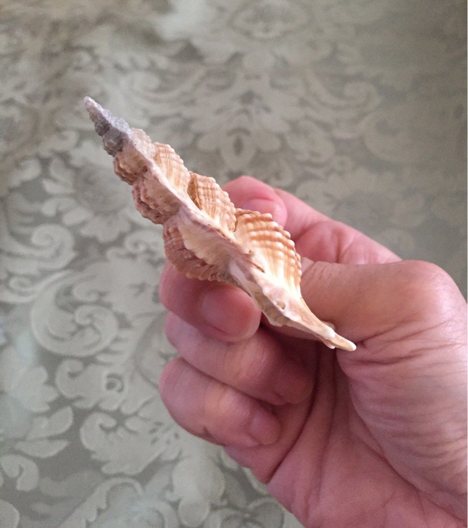 Seashell - Maple Leaf Triton seashell, Hobbies & Toys, Memorabilia & Collectibles, Vintage ...