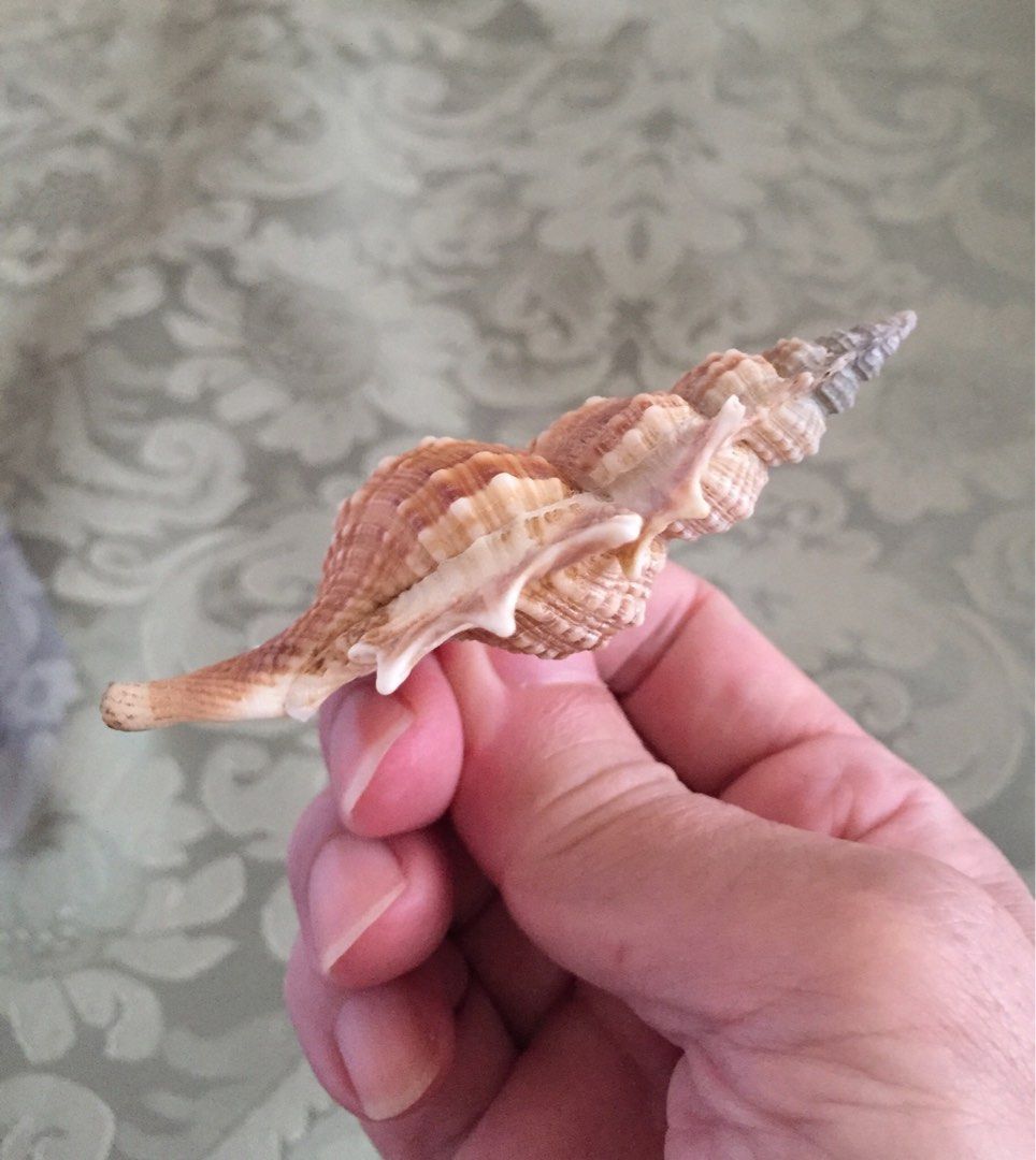 Seashell - Maple Leaf Triton seashell, Hobbies & Toys, Memorabilia ...