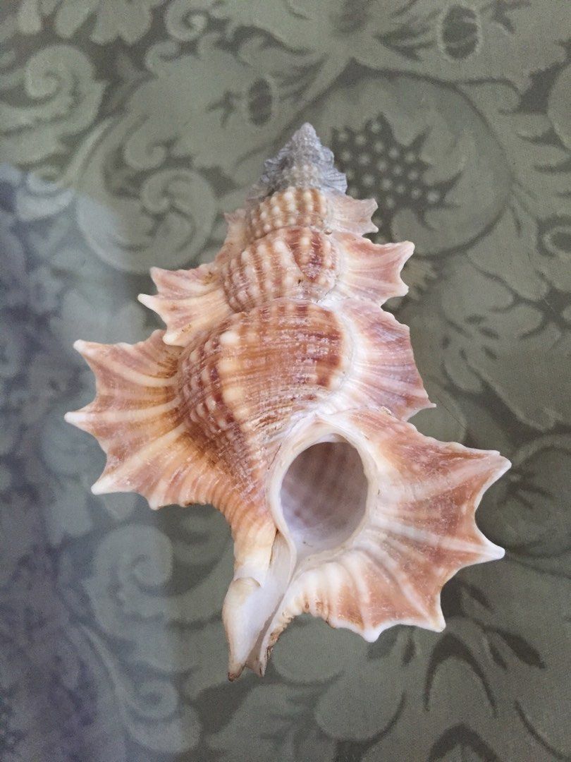 Seashell - Maple Leaf Triton seashell, Hobbies & Toys, Memorabilia ...