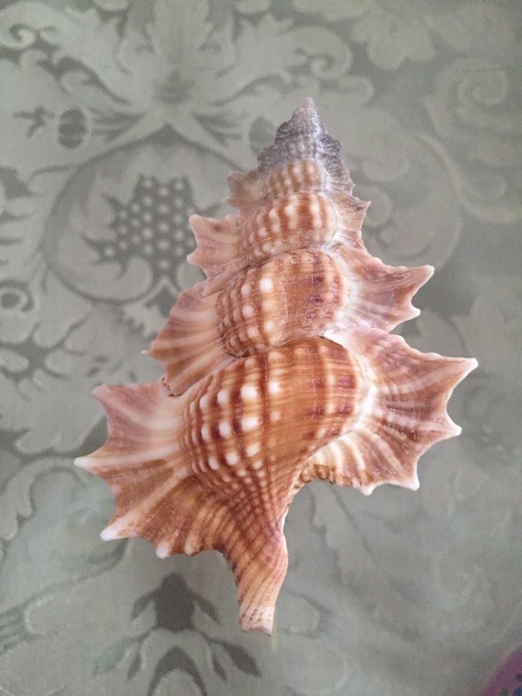 Seashell - Maple Leaf Triton seashell, Hobbies & Toys, Memorabilia & Collectibles, Vintage ...