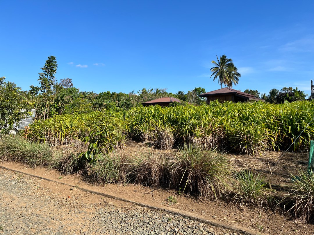 For sale: 1 Hectare Lot along General Trias, Amadeo, Cavite near ...