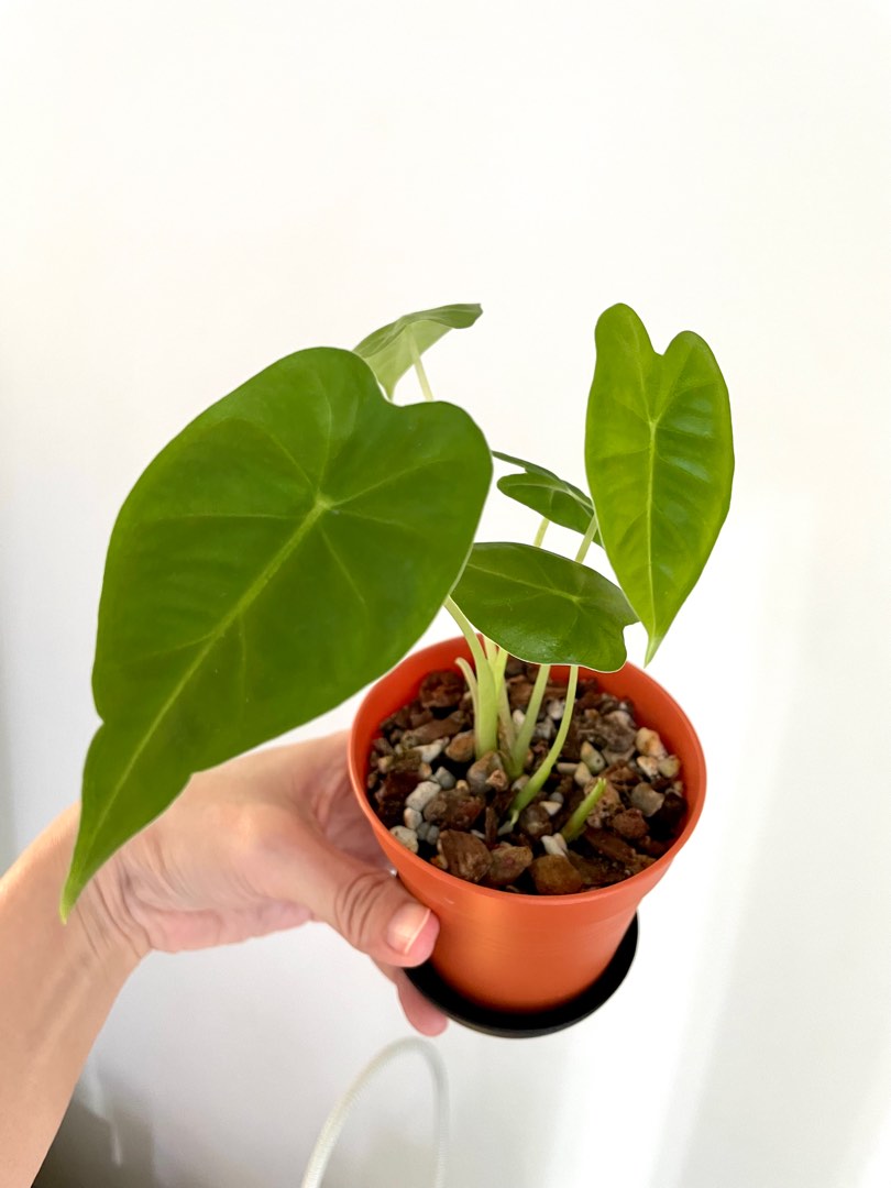 Alocasia Frydek (Small), Furniture & Home Living, Gardening, Plants ...