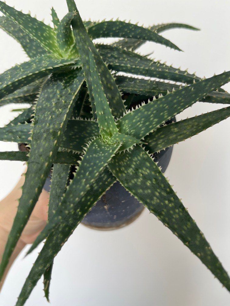 Aloe vera blue fang christmas carol pink tips, Furniture & Home Living ...