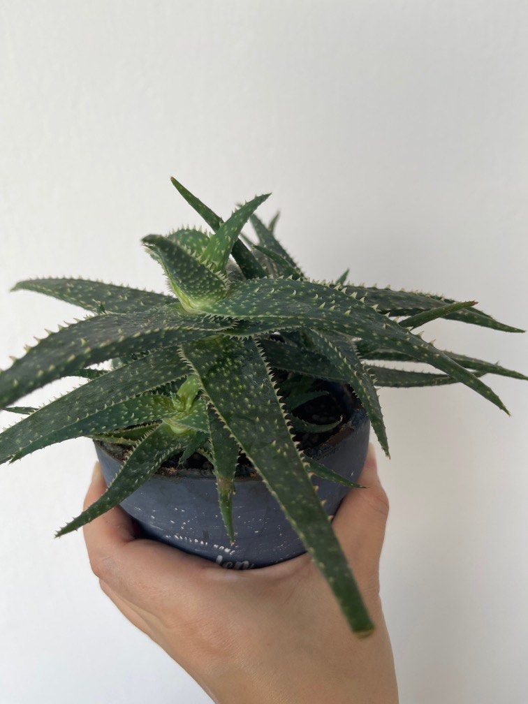 Aloe vera blue fang christmas carol pink tips, Furniture & Home Living ...