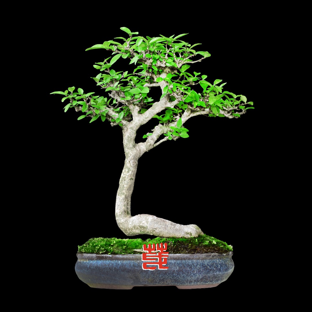 Bonsai 40cm Shui Mei Water Jasmine Wrightia Religiosa, Furniture & Home ...
