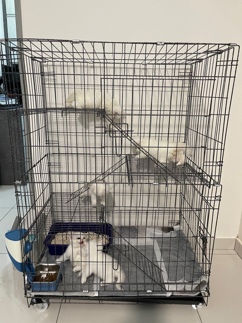 Cat cage 3 level with platform and ladder, Pet Supplies, Homes & Other ...