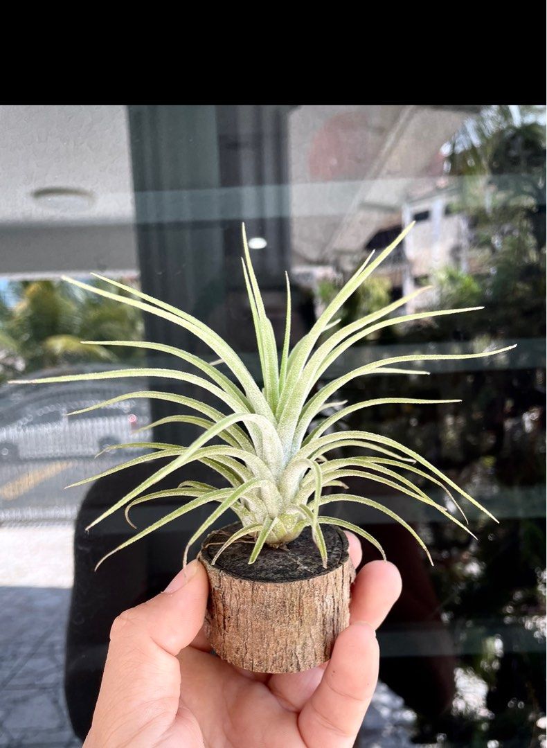 Cyc101 joy x Druid , Air plant tillandsia, Furniture & Home Living ...