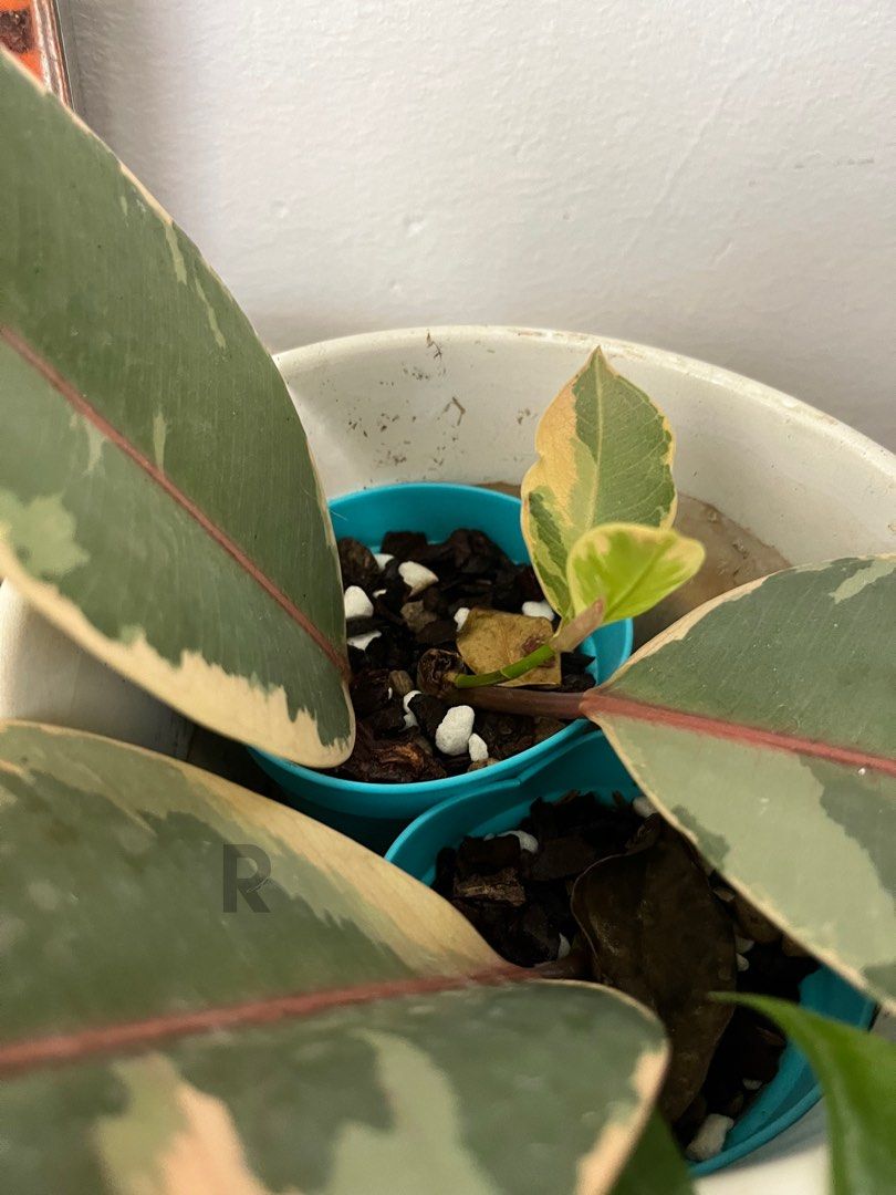 Ficus Elastica Ruby (Baby Rubber Plant), Furniture & Home Living ...