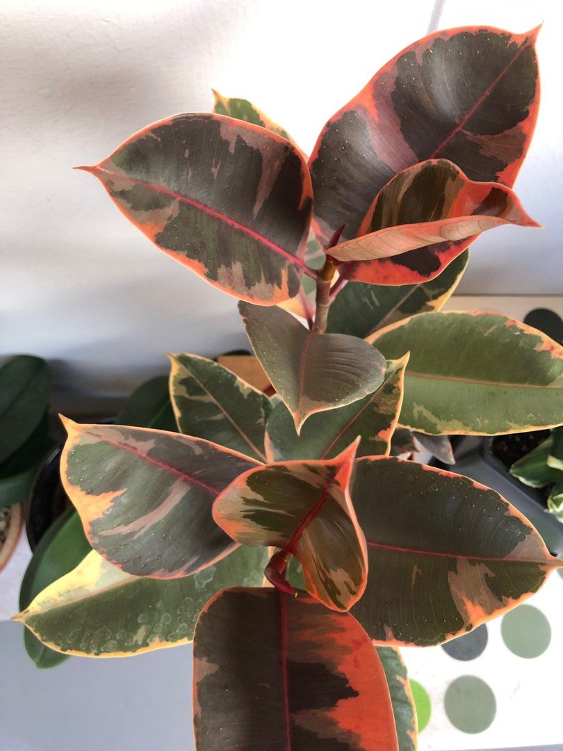 Ficus Elastica Ruby (Baby Rubber Plant), Furniture & Home Living ...