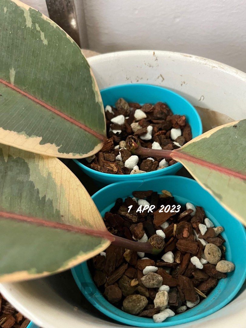 Ficus Elastica Ruby (Baby Rubber Plant), Furniture & Home Living ...