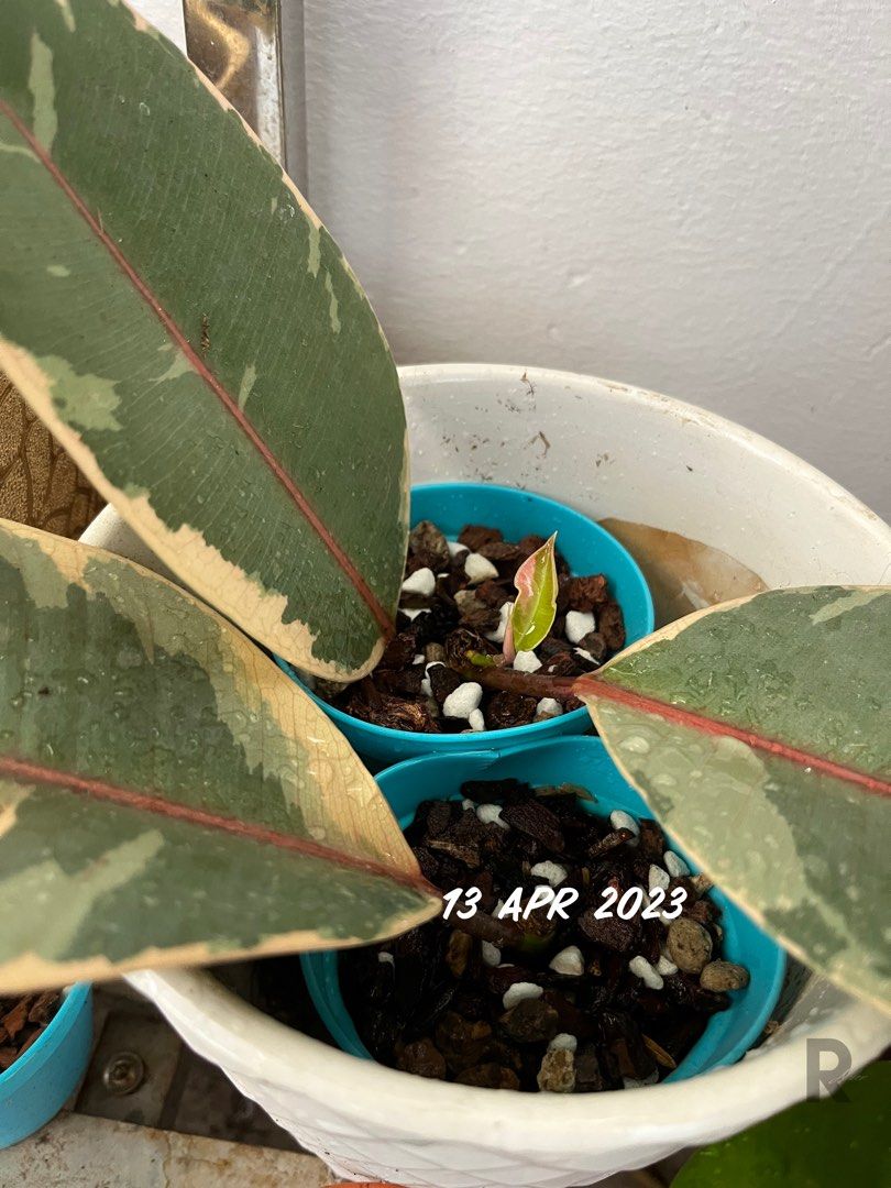 Ficus Elastica Ruby (Baby Rubber Plant), Furniture & Home Living ...